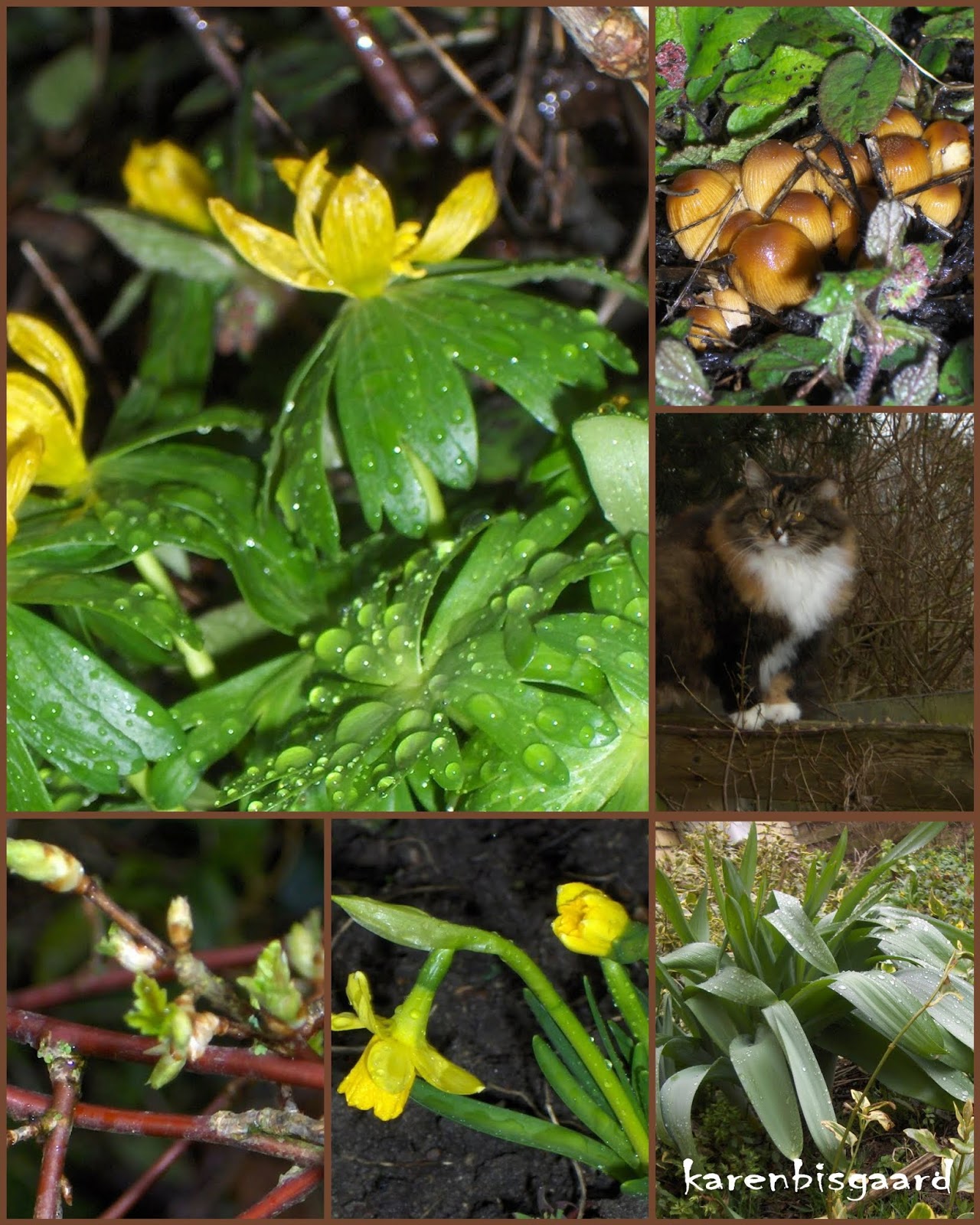 Karen`s Nature Photography: Early Spring Photo Collage.