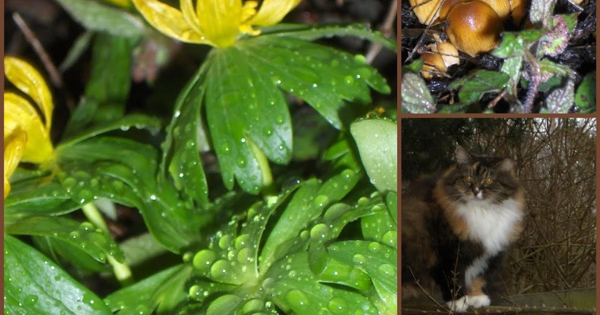 Karen`s Nature Photography: Early Spring Photo Collage.