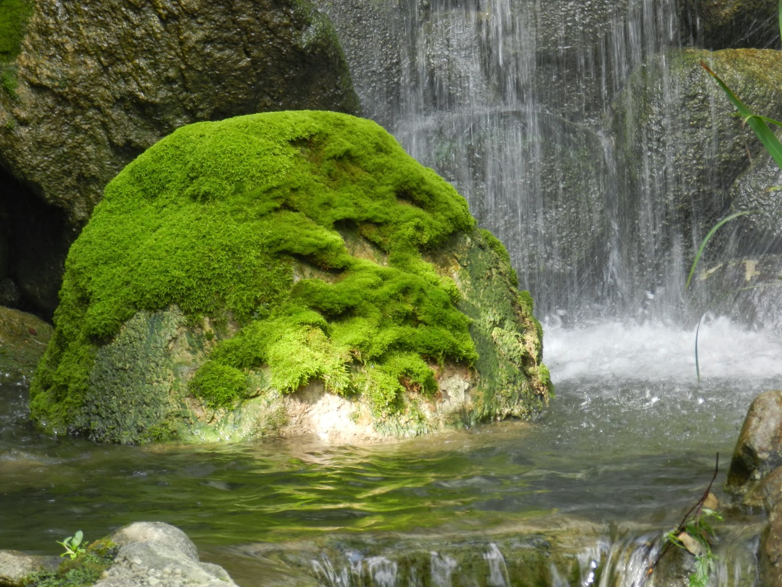 Prairie Rose's Garden: January 2014