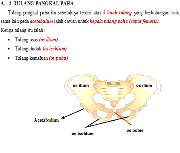 ANATOMI PANGGUL ~ JURNAL ASUHAN KEBIDANAN