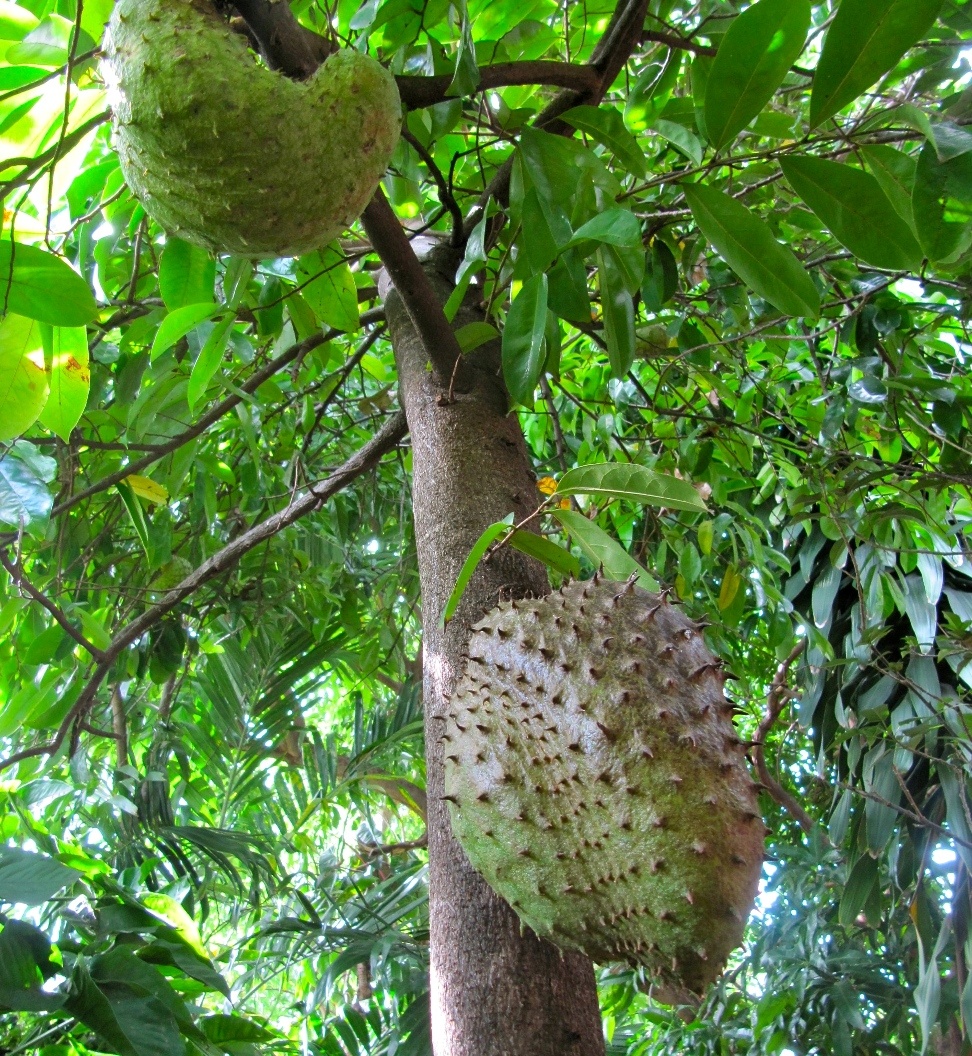 Catatan Kecil Tentang Buah: Sirsak - Muris - Zuurzak - Nangka Belanda ...