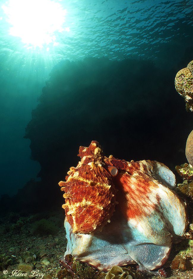 Inkfish: Octopuses Host a Masterclass on Hiding