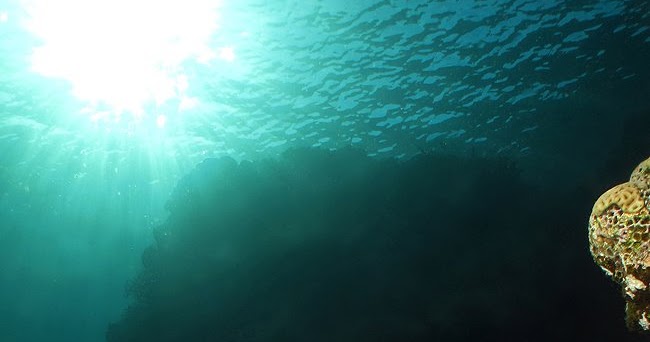 Inkfish: Octopuses Host a Masterclass on Hiding