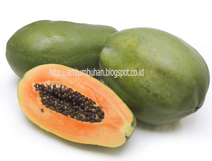 PEPAYA (CARICA PAPAYA .L) | Tentang Tumbuhan