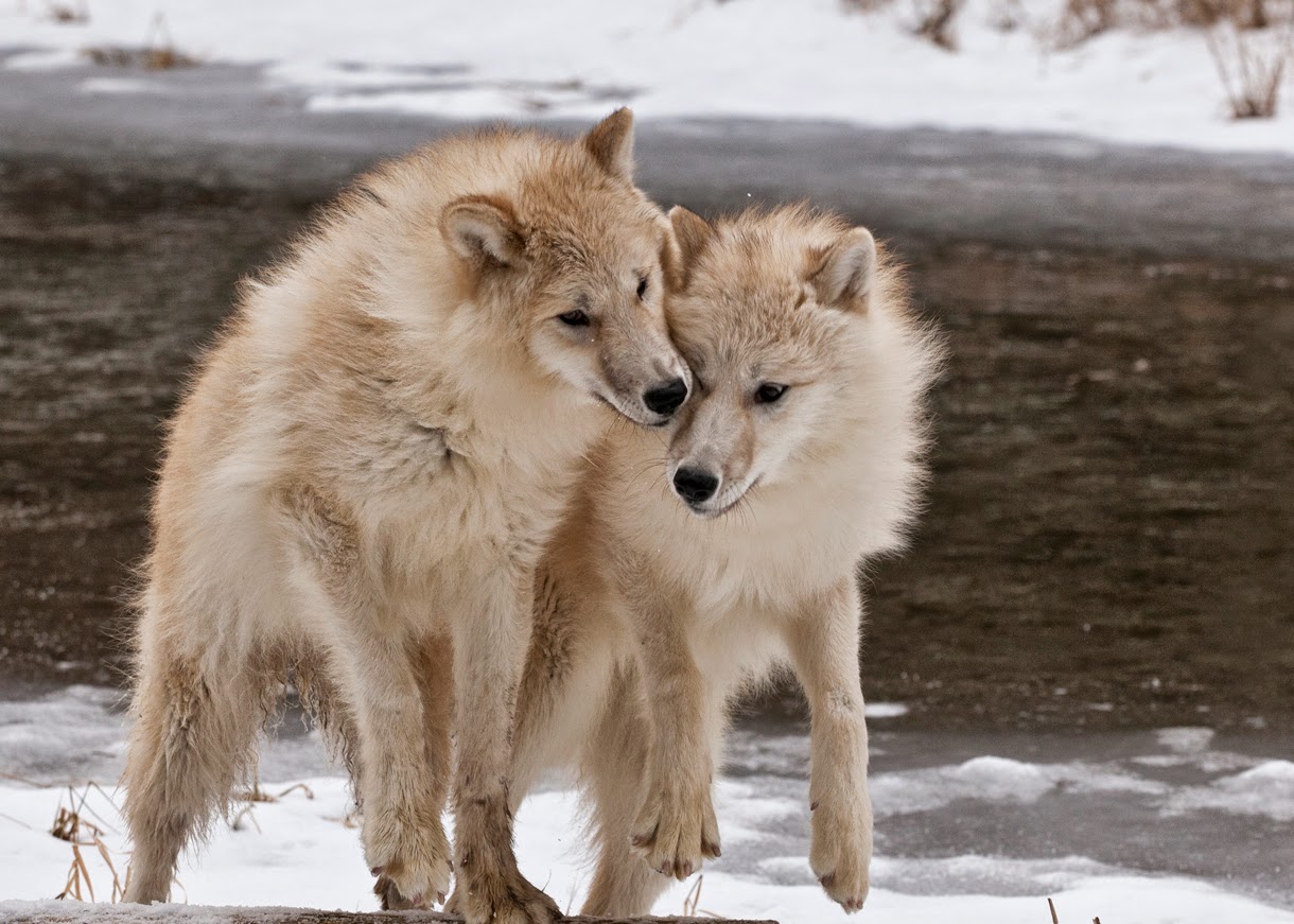 White Wolf : 15 Photos of the Most Amazing Animal in Alaska - Arctic ...