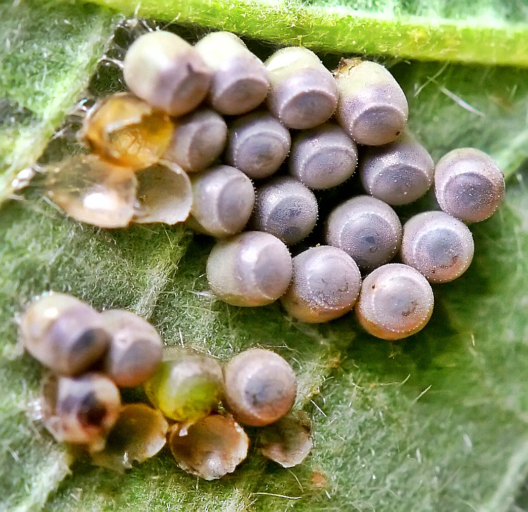 JJ's Photographic nature blog: Do what we can, summer will have its ...