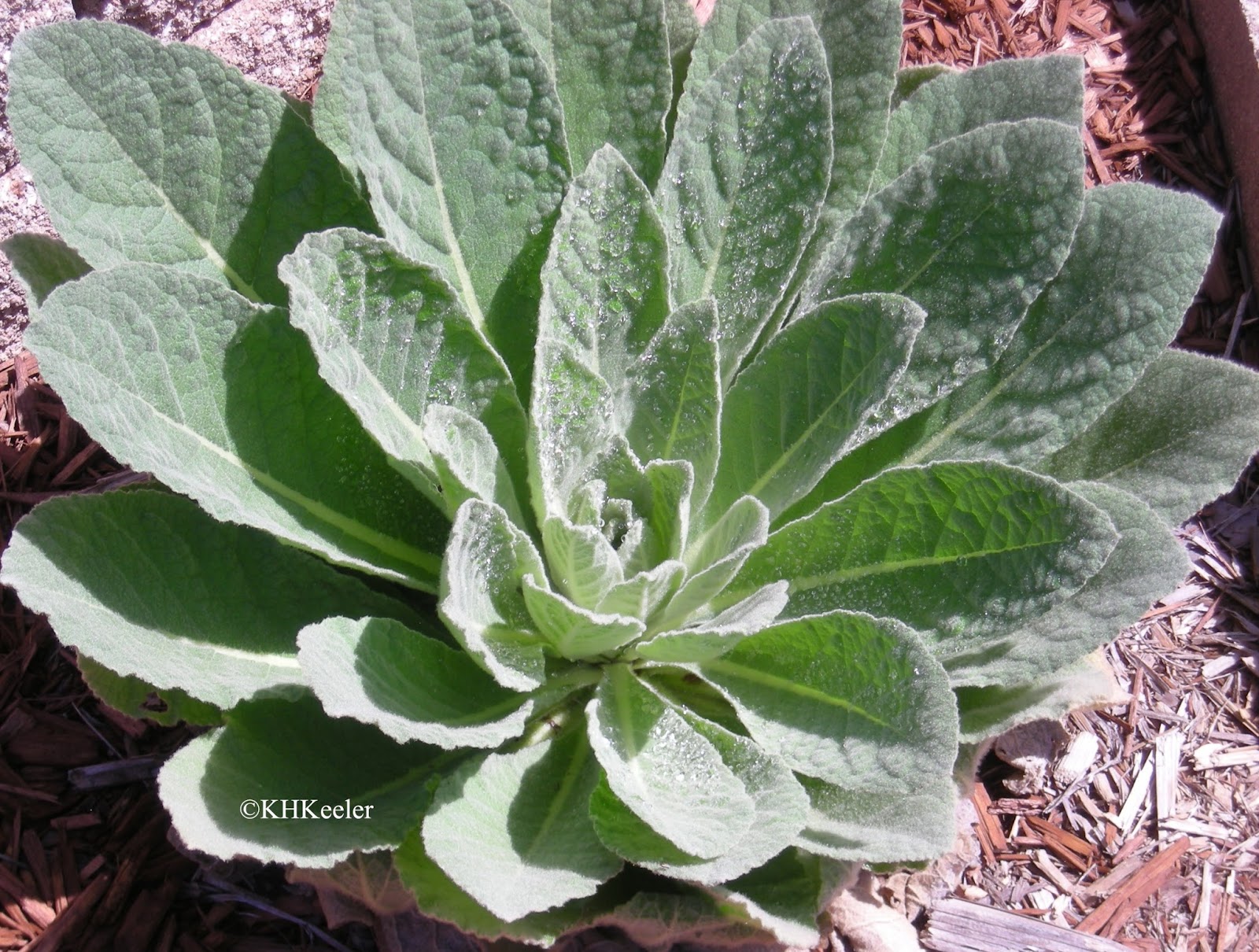 A Wandering Botanist: Plant Story: Common mullein and its folklore