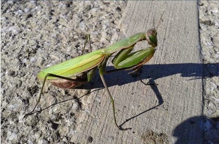 Din natură: Călugăriţa (Mantis religiosa)