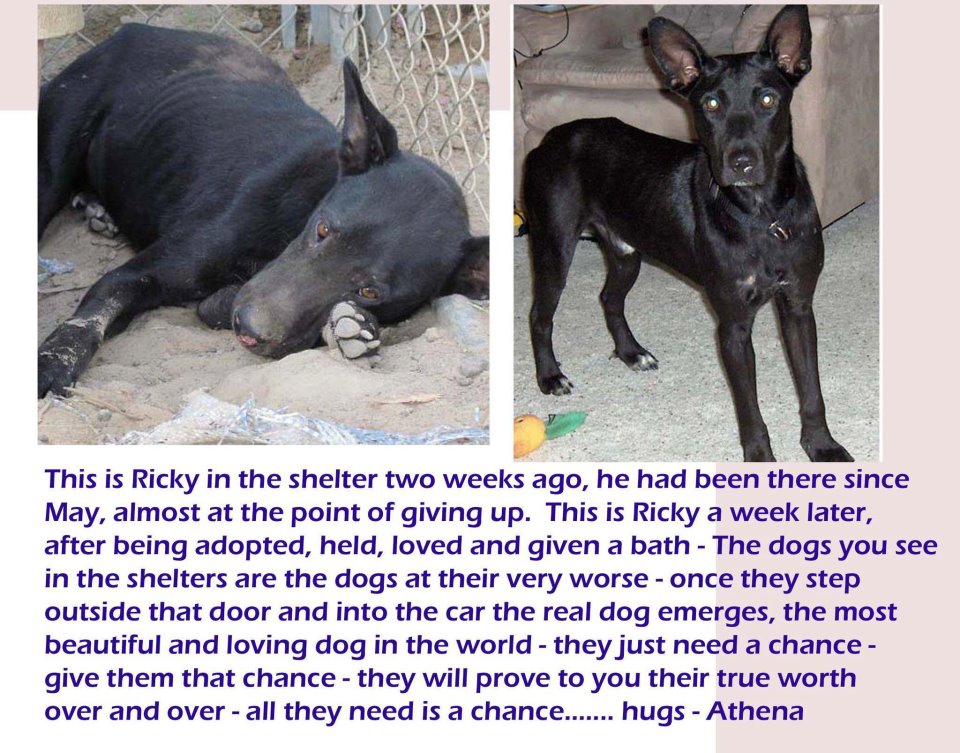 SHELTER TAILS: Missing/Lost Dog in Border Area of North and South Carolina