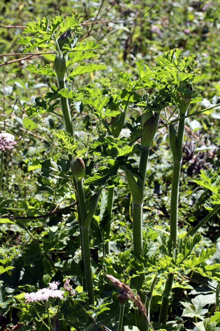 Sauvagement-Bon: Retour à un classique : la berce