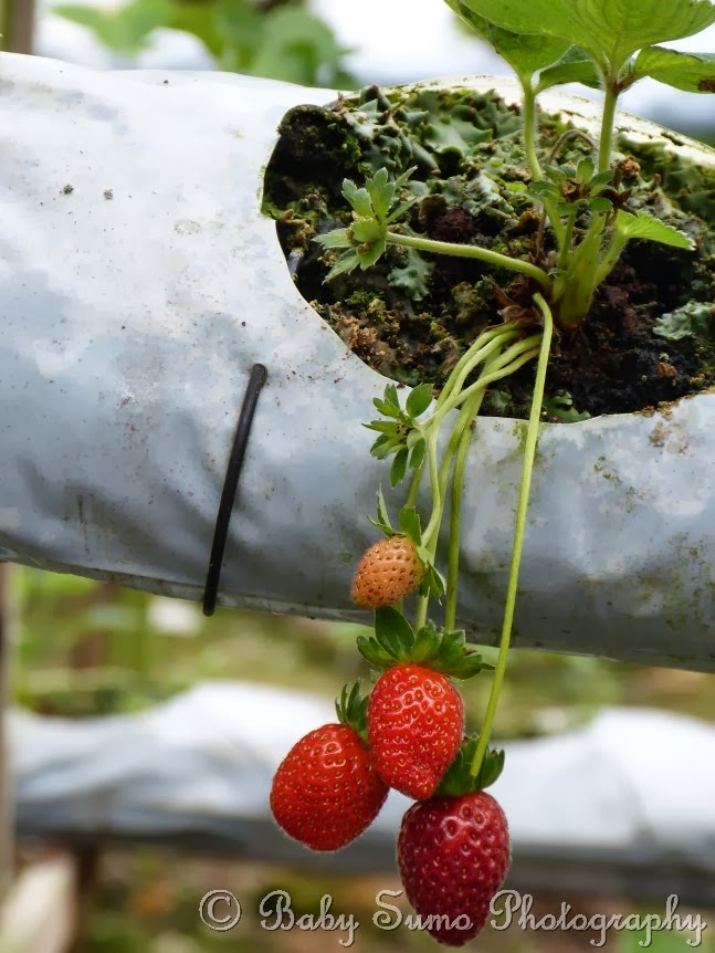 Baby Sumo Photography: Strawberry Farm, Gohtong Jaya, Malaysia