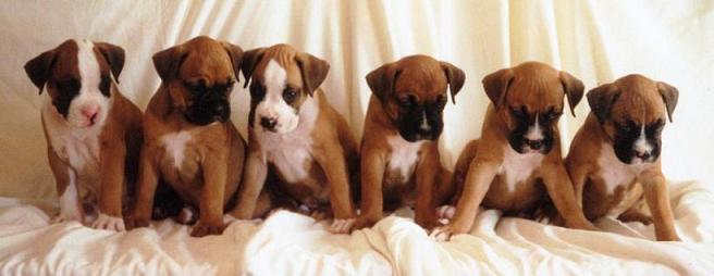 free boxer puppies - PUPPIEz