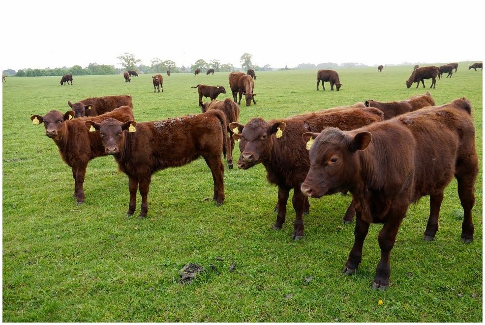 Generalidades de la Ganadería Bovina.: Red Poll