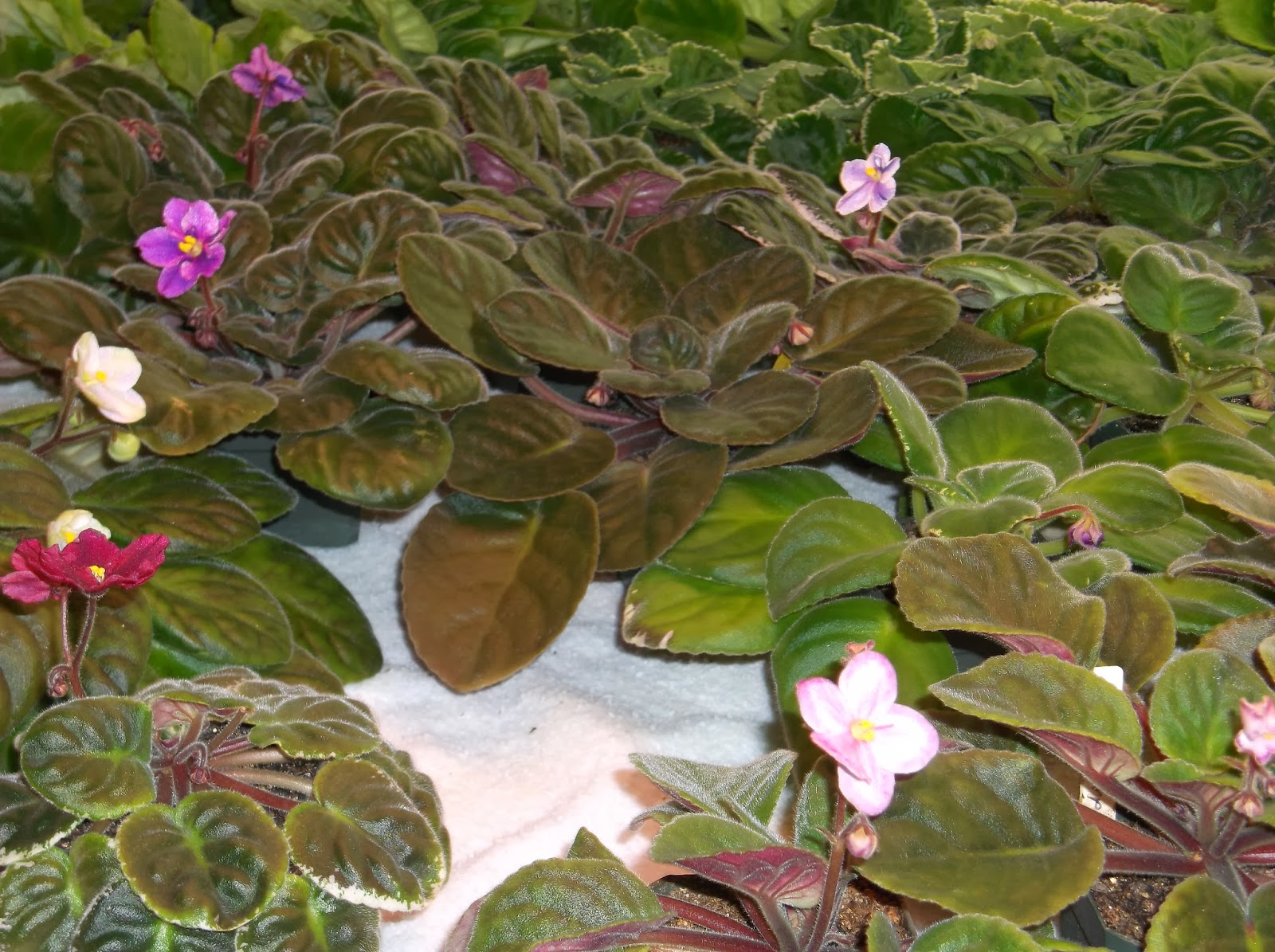 New York State of Mind: THE VIOLET BARN AFRICAN VIOLETS