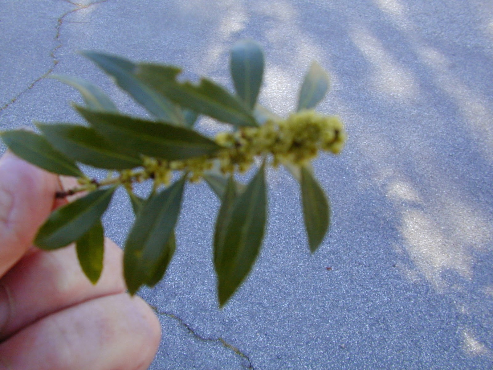 Trees of Santa Cruz County: Maytenus boaria - Mayten Tree