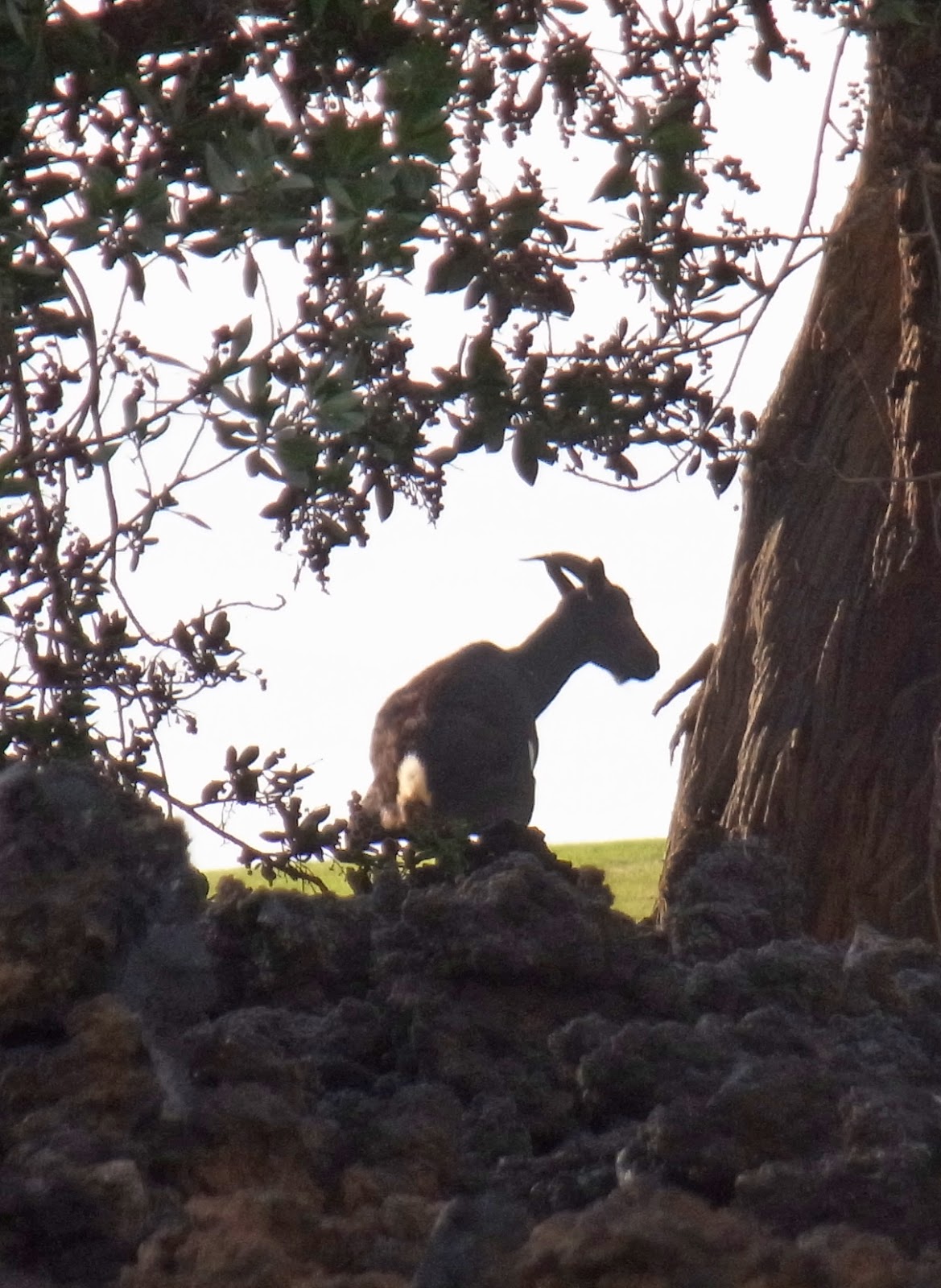 Casual Japanese Bystander: Wild Goats on Hawaii Island