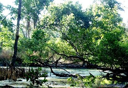 FOREST ON MY MIND: ZONATION MANGROVE FOREST