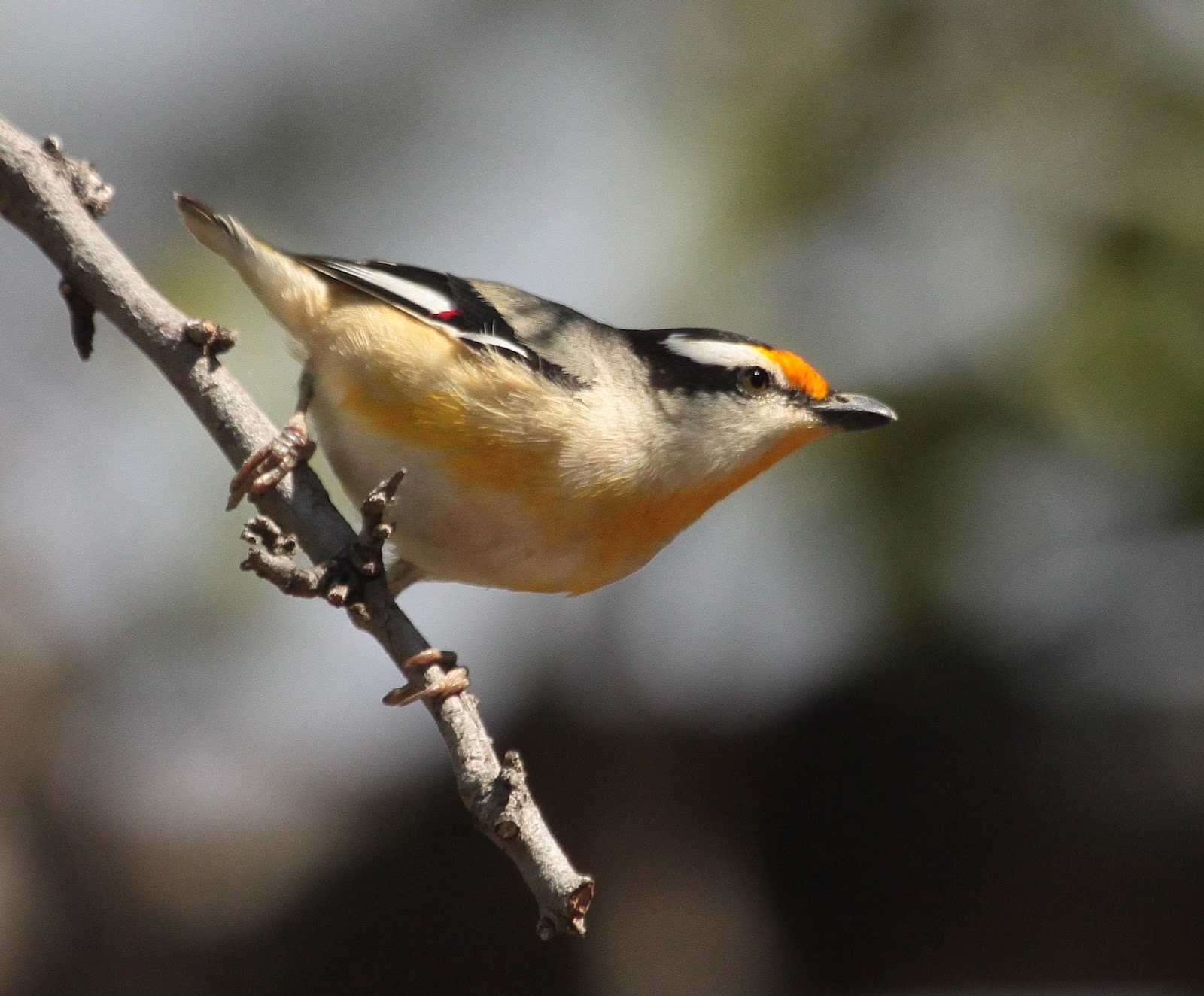 Richard Waring's Birds of Australia: Striated Pardalote - friendly and cute