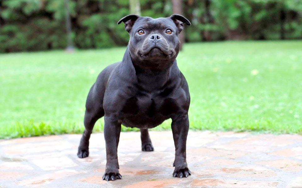 Free Pitbull: STAFFORDSHIRE BULL TERRIER