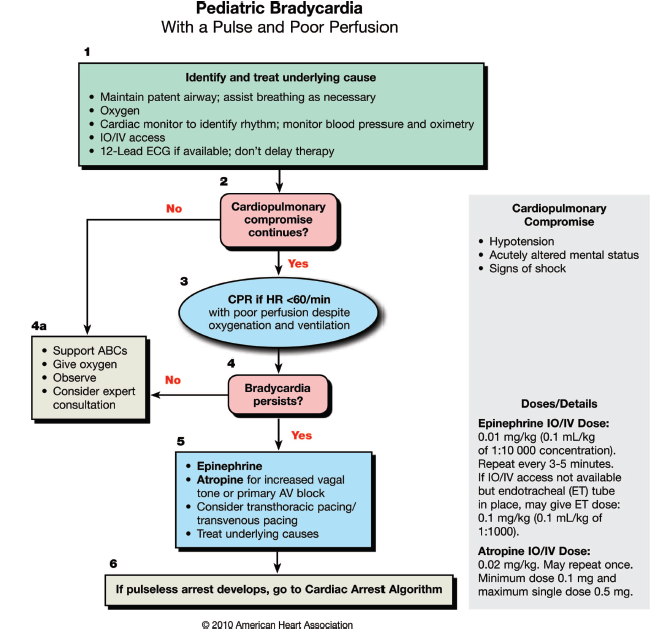 PG Medic: PALS-Bradycardia