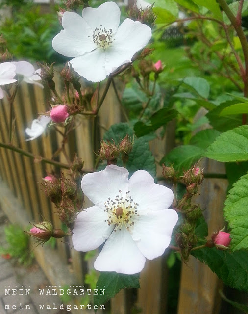 © Mein Waldgarten: Wildrosen-Wissen
