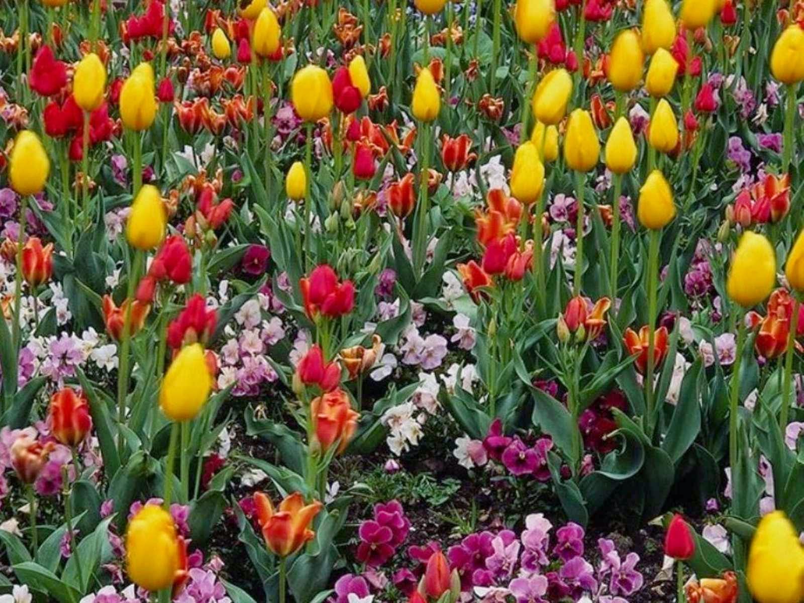 Flower HD Wallpapers | Free download Flowers High Definition Wallpapers