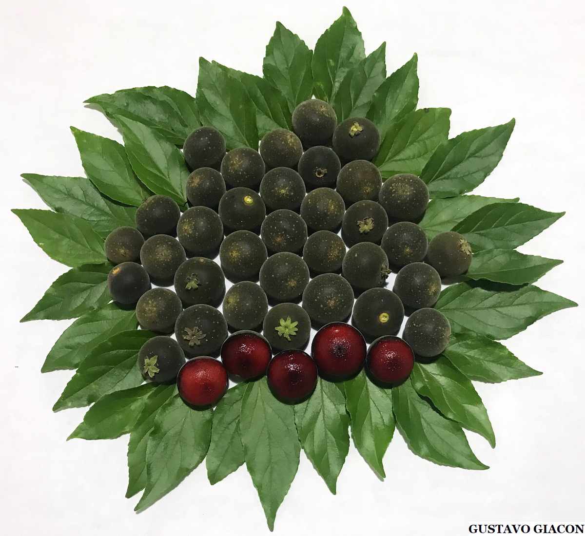 Viveiro Ciprest - Plantas Nativas e Exóticas: Groselha do Ceilão ...