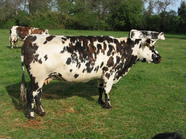Razas de Ganado Bovino: MÁS RAZAS LECHERAS