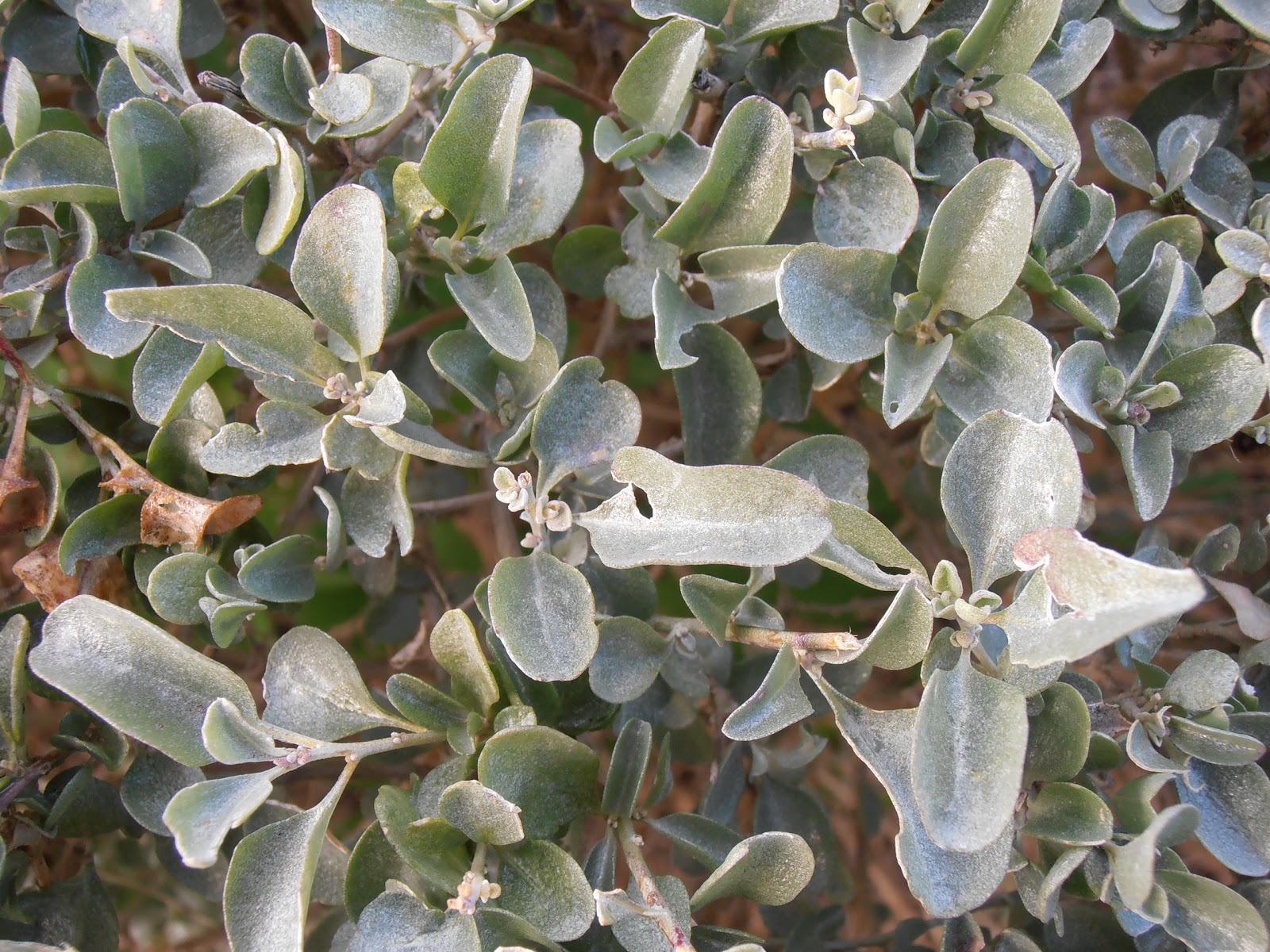 OSAGRA: Atriplex halimus | Plantas rioMoros