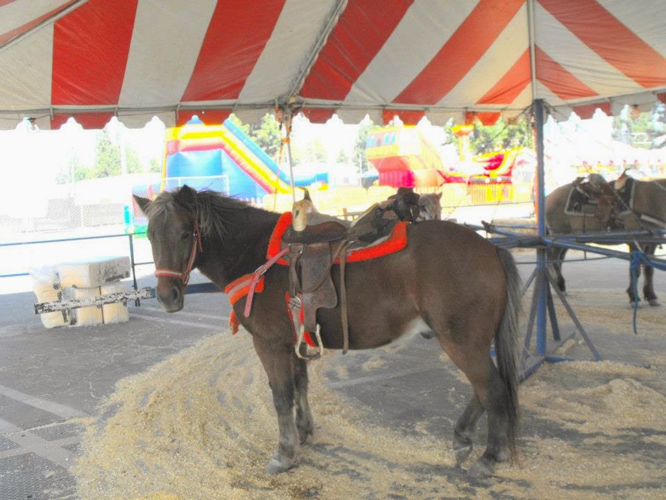Becky's Pony Express - Pony Rides, Petting Zoo and Pony Parties