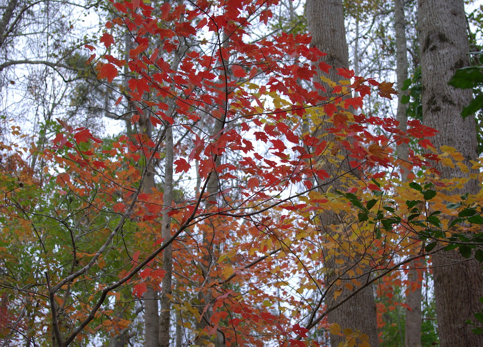 sweetbay: Fall Colors