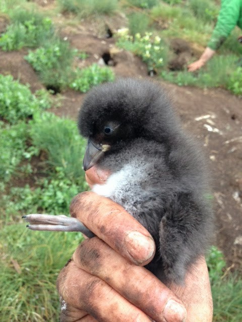 SERENITY: Baby Puffin (Pufflings)