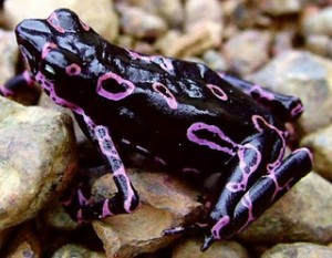 Top 10 Most Unique Frogs Species in the World | APPRICOT