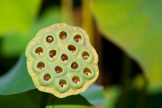Life and a Slice of Bread: Trypophobia....and other unusual fears.