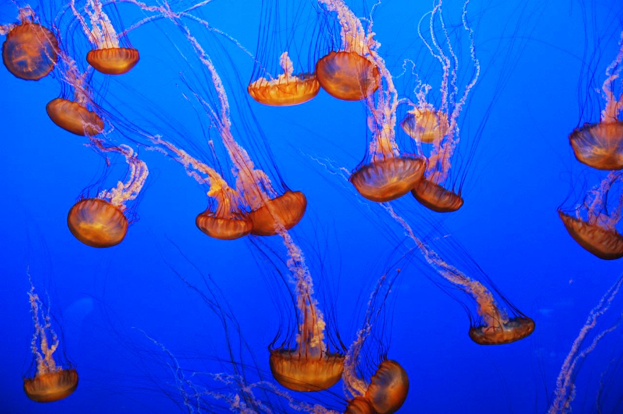 Cout: Come si riproducono le Meduse?