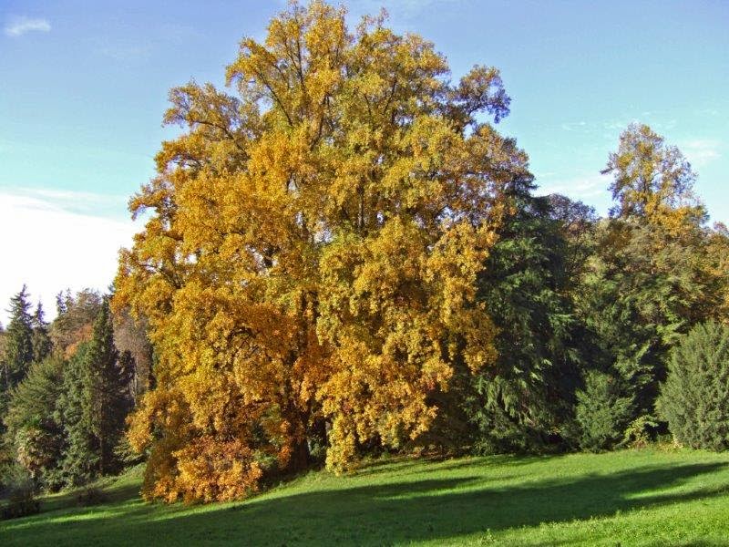 Brianza Centrale: L'albero più alto d'Italia vi aspetta al parco di ...