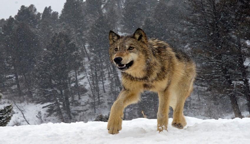 Jonathan Griffiths: Up Close and Personal Wildlife Photography