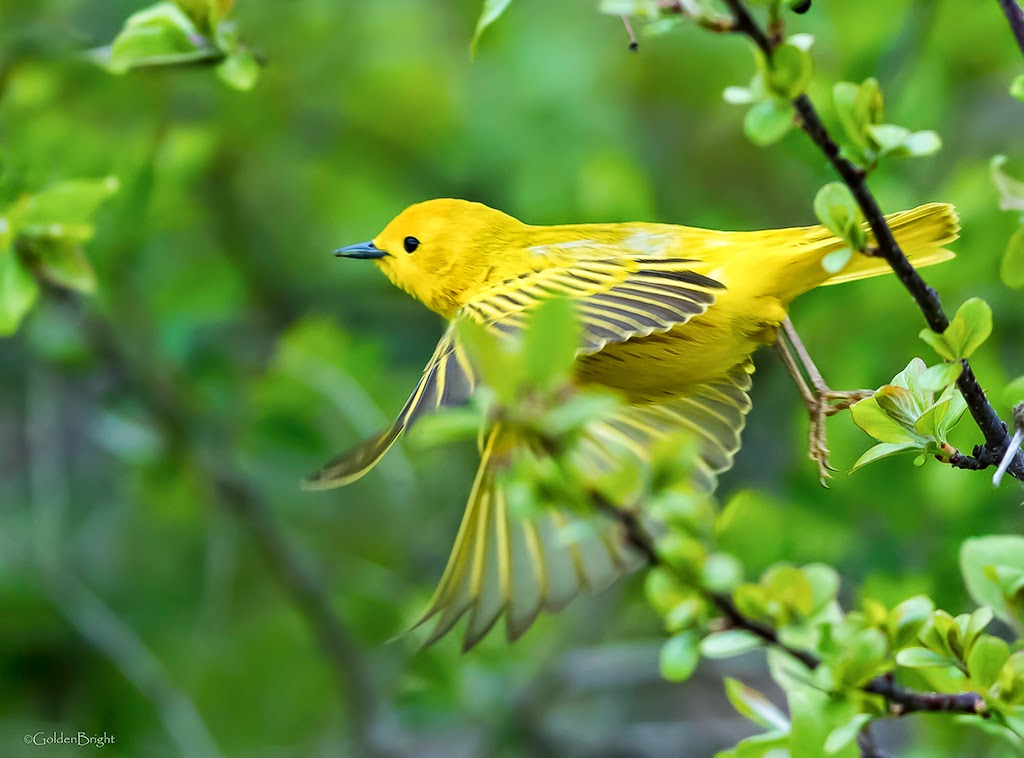 See What I See: 美洲的黄色林莺