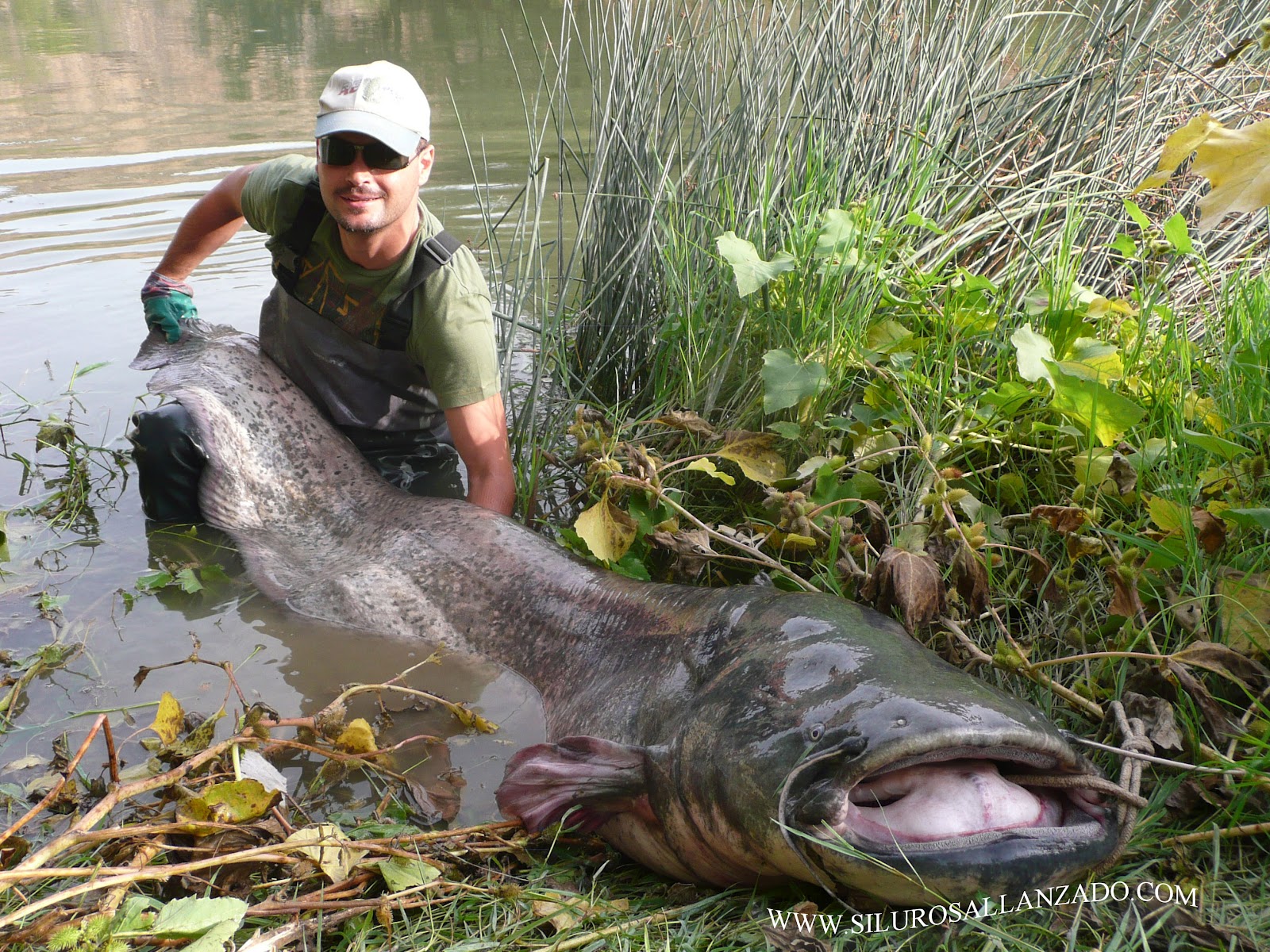 PESCA DEL SILURO EN EL EBRO: PESCA DEL SILURO A LANCE EN EL EBRO