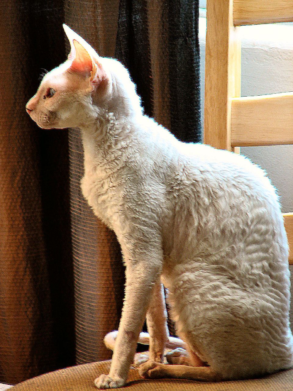 Mengenal Kucing Cornish Rex | Kucing gue