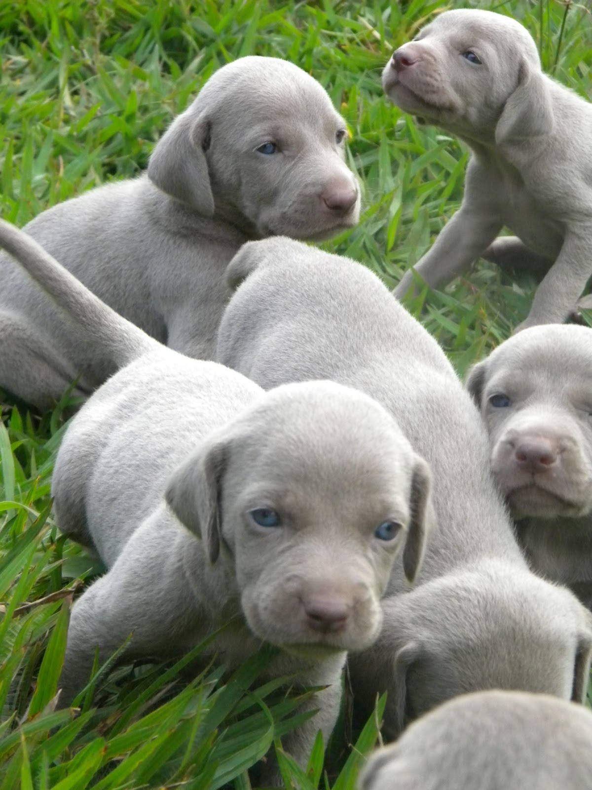 Venda de filhotes ! - PROJETO CACHORRO BOM