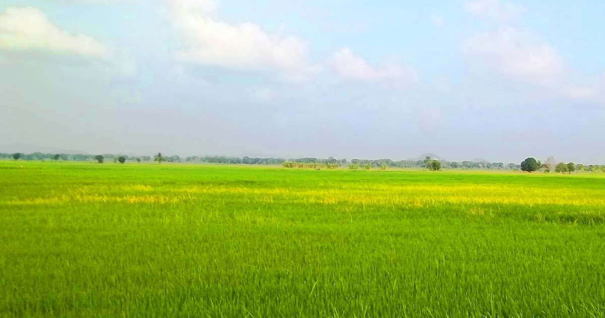 Melihat Lebih Jauh Dunia Teknologi: Pengertian Sawah Secara Umum Dan ... Melihat Lebih Jauh Dunia Teknologi: Pengertian Sawah Secara Umum Dan ...