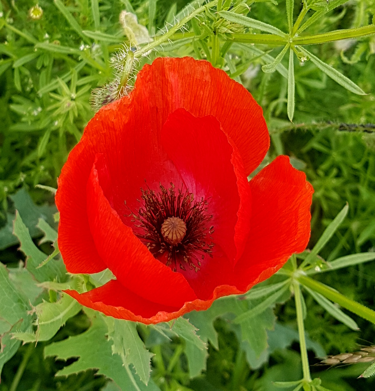 Floarea -bunica: Flori de camp - Miercurea fara cuvinte