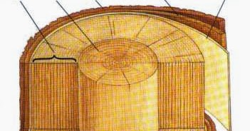 JENIS-JENIS KAMBIUM - librarian.id