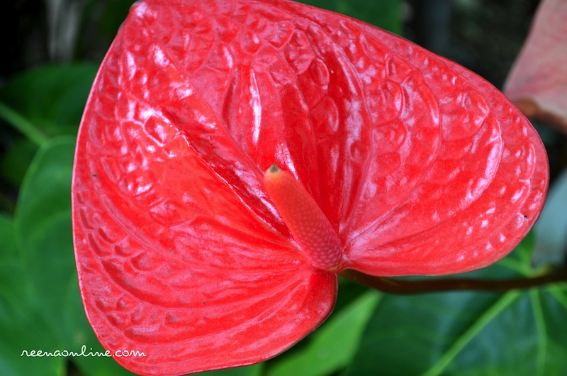 Reena's Online: Fotografi Bunga / Flower Photography #1