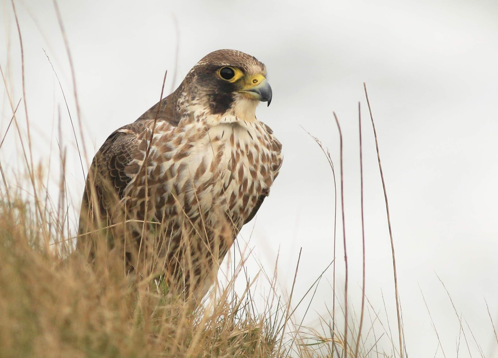 Mark James Pearson: Bird of the Week #2 - Peregrine