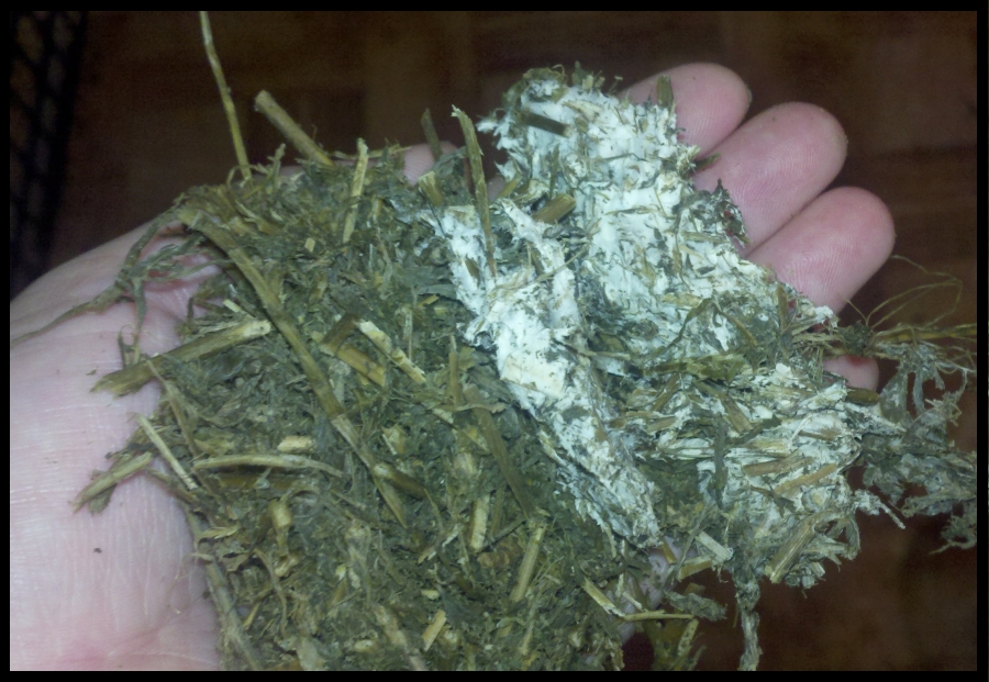 The Adventures of Noodleville: A Noodleville Review: Chaffhaye Alfalfa