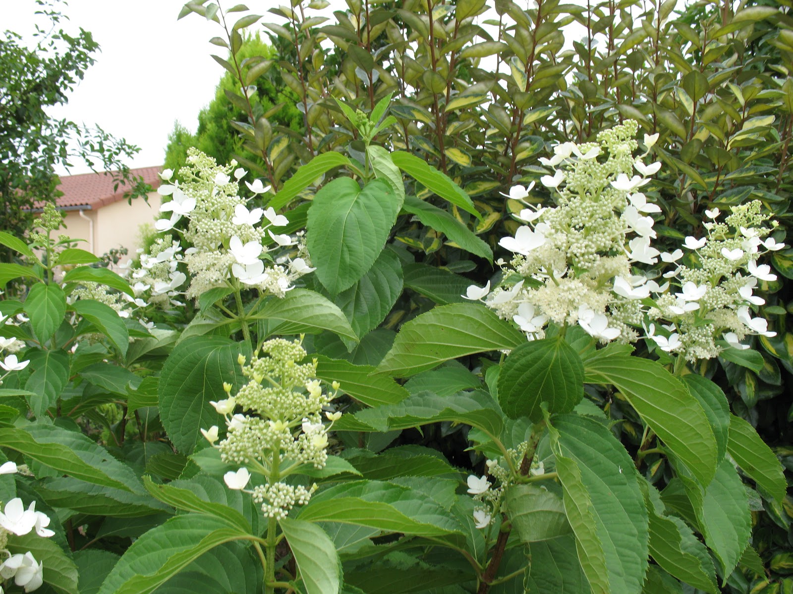 Roses du jardin Chêneland: Hydrangéa paniculata "Papillon"