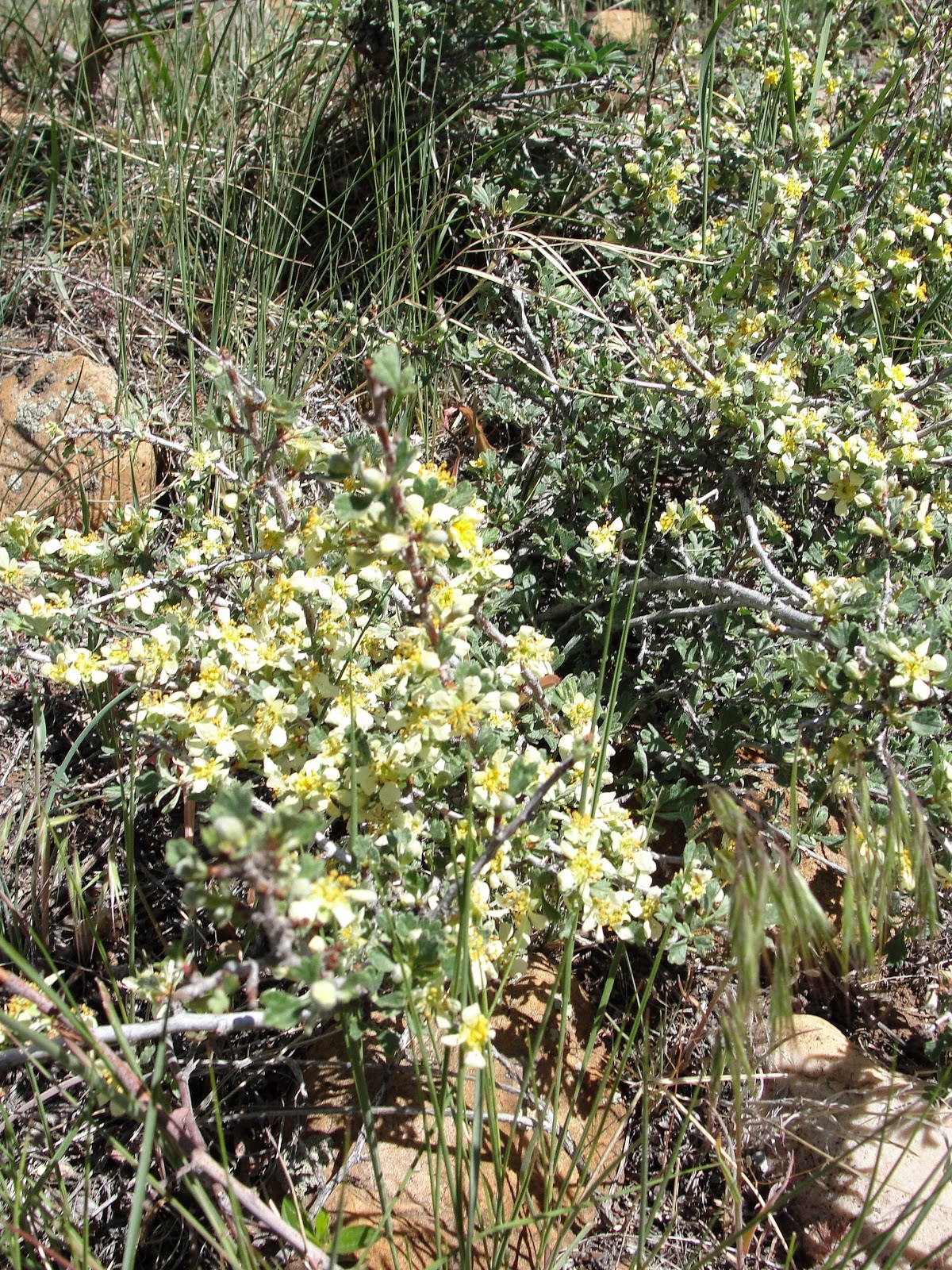 Janie and Steve, Utah Trails: Tworoose Pass Trail