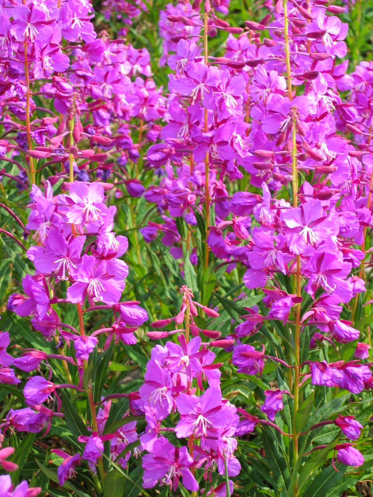 Great Divide Nature Interpretation - Nature Notes: A Fireweed Summer ...